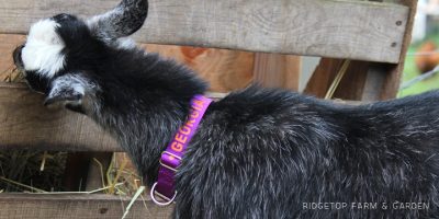 Ridgetop Farm and Garden