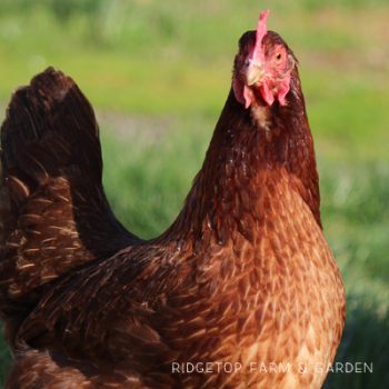 Rhode Island Reds • Ridgetop Farm and Garden