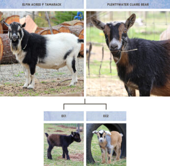 2021 Claire & Tam Breeding • Ridgetop Farm and Garden