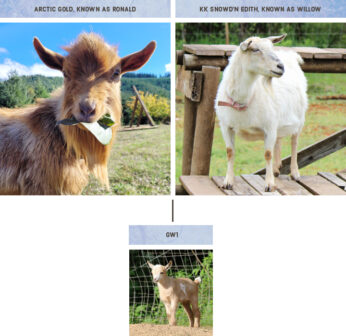 2023 Willow & Ronald Breeding • Ridgetop Farm and Garden