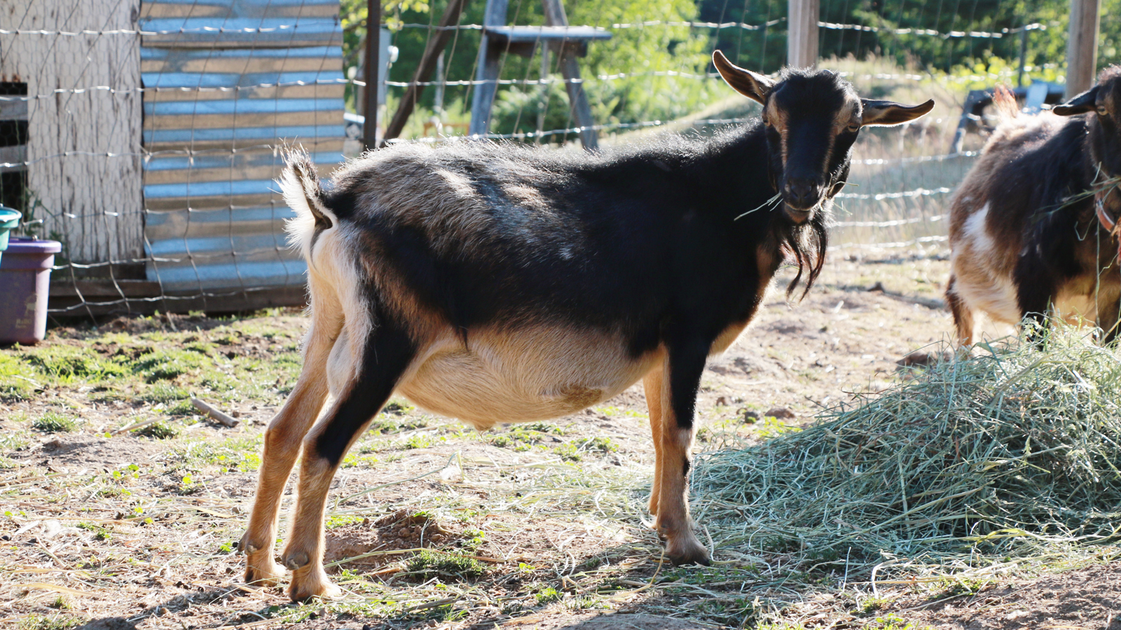 Our Nigerian Dwarf Goat Herd: Milo • Ridgetop Farm and Garden