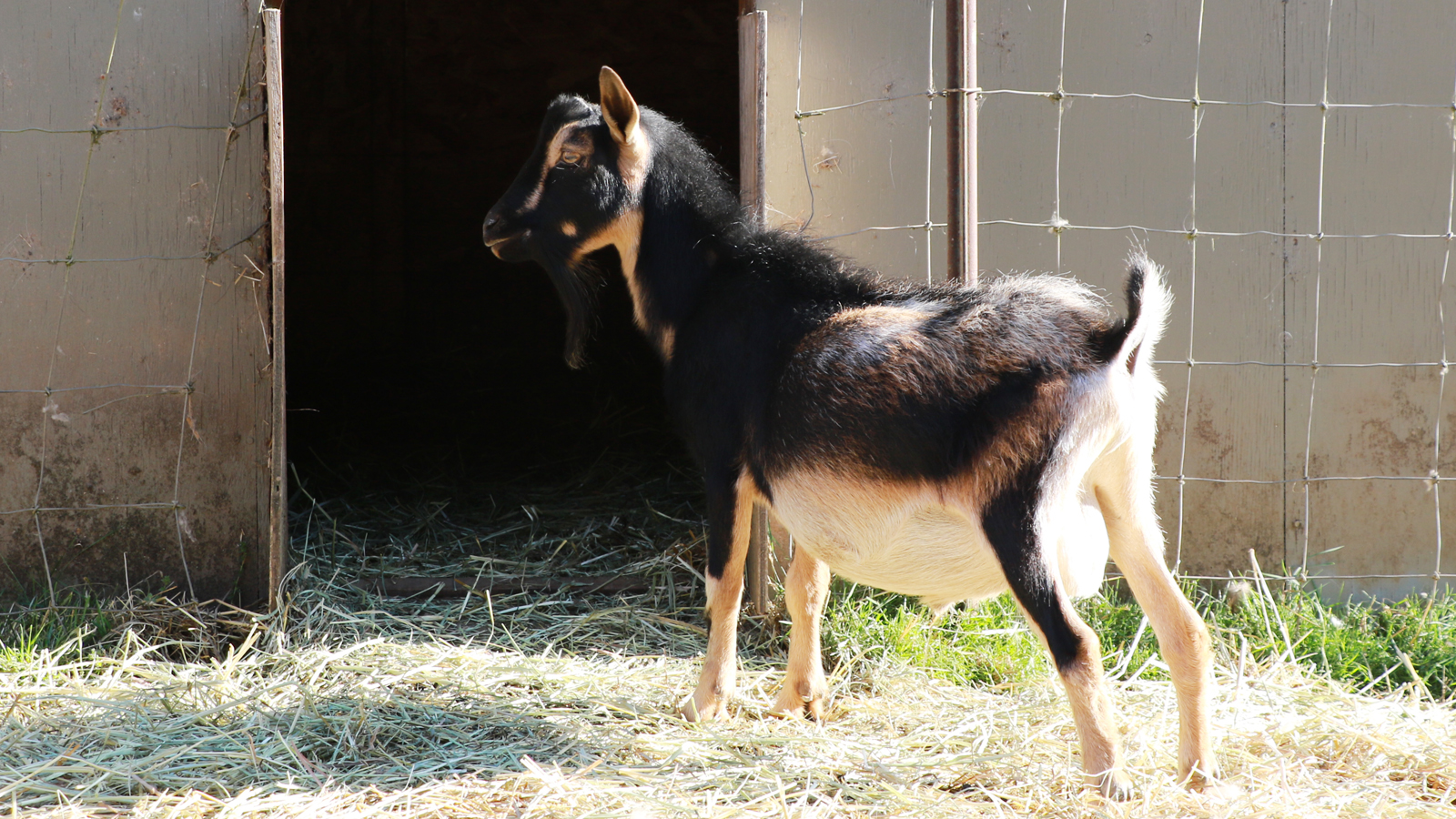 Our Nigerian Dwarf Goat Herd: Milo • Ridgetop Farm and Garden